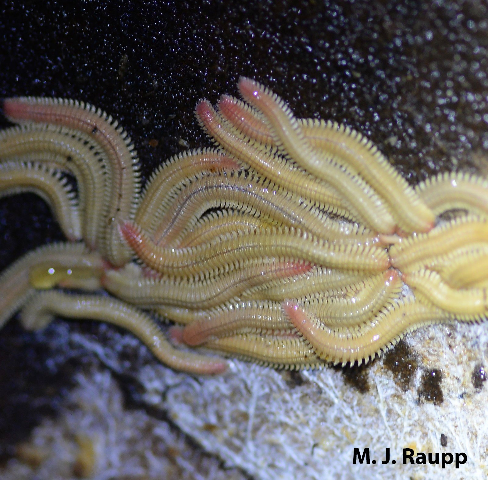 Recyclers of the rainforest: Bornean myriapods, millipedes (Diplopoda ...