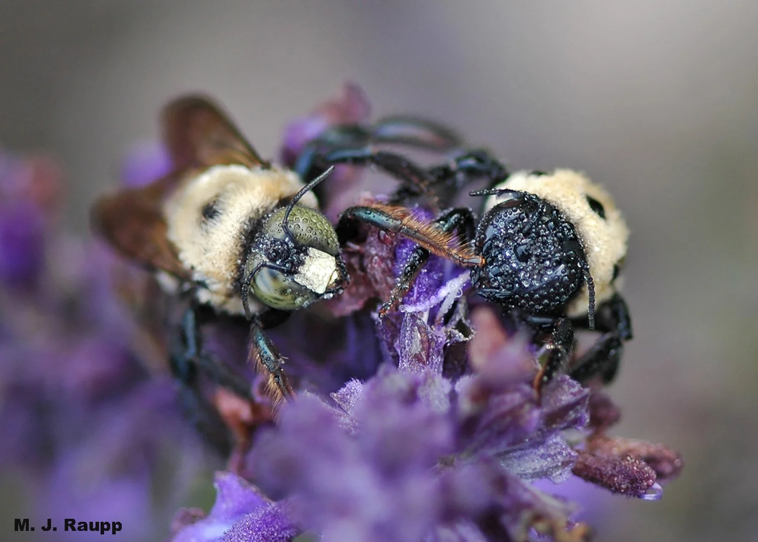 What is that bee and why is it divebombing me? Male eastern carpenter ...