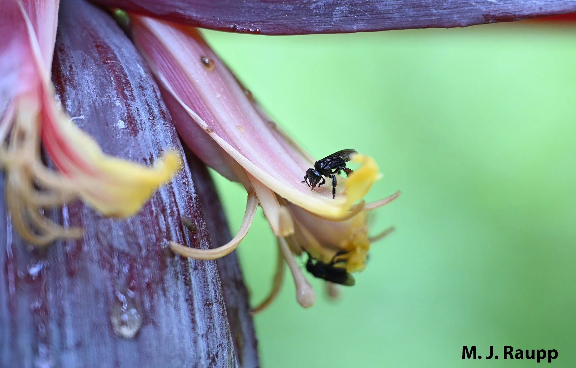 Bananas in Belize get some help from stingless bees: Stingless bees ...