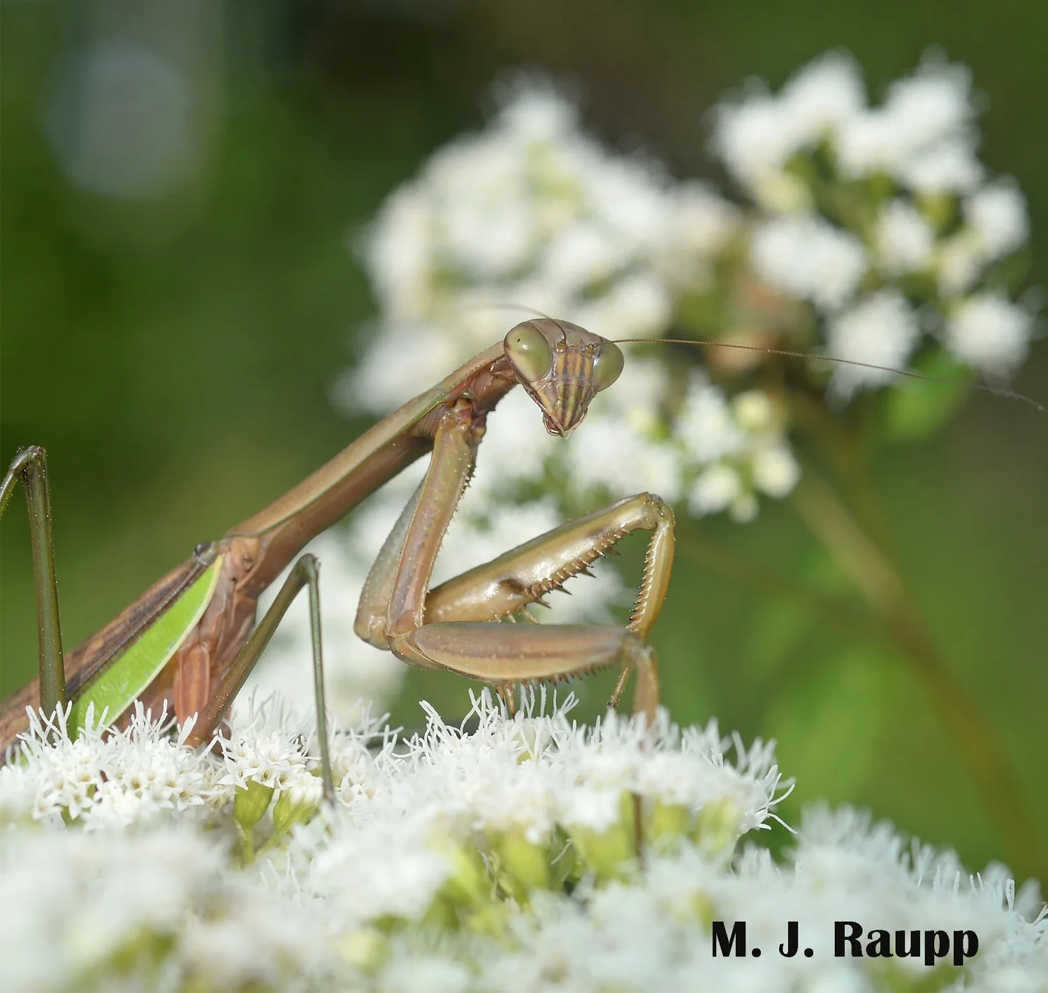 Death of a Lanternfly, Part 3: When a Chinese mantis has an old friend ...