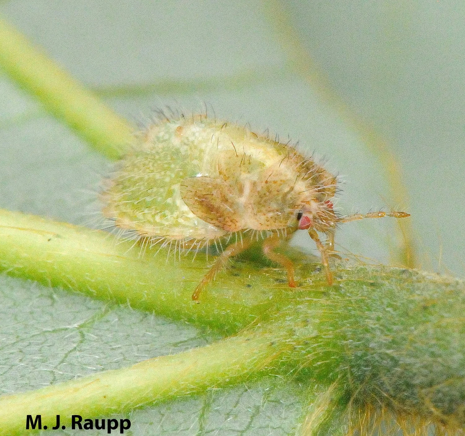 From the mailbag: Fig-eating Kudzu bugs come to college, Megacopta ...