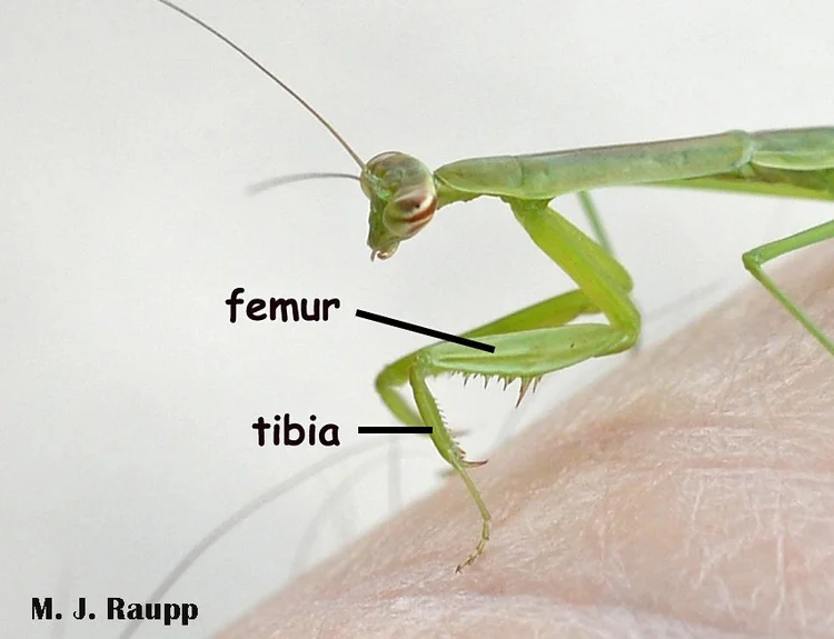 Tiny raptors: Mantisflies, Mantispidae, and Praying mantises, Mantidae ...