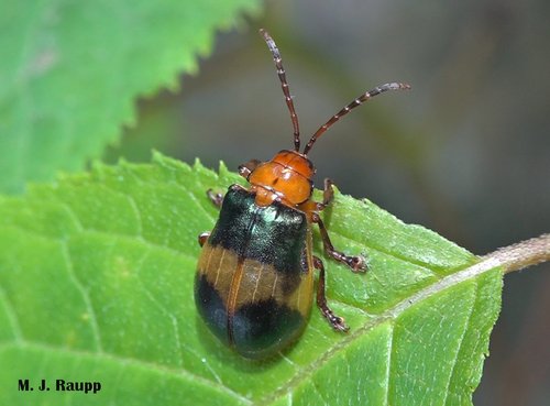 Beautiful beetles and gnarly elm leaves: Larger elm leaf beetle ...