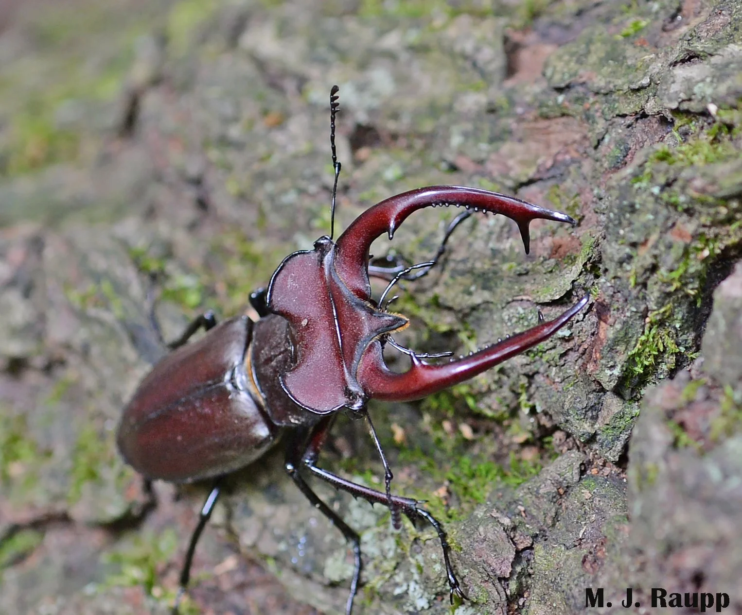 My, what ginormous jaws you have my dear: Elephant stag beetle, Lucanus ...