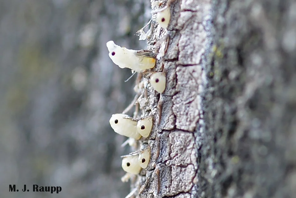 A spotted lanternfly is born: Lycorma delicatula — Bug of the Week