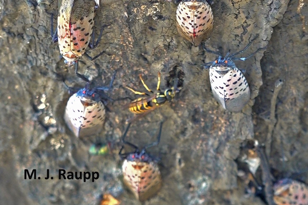 Is there a good side to yellowjackets? Yellowjackets, Vespula spp ...