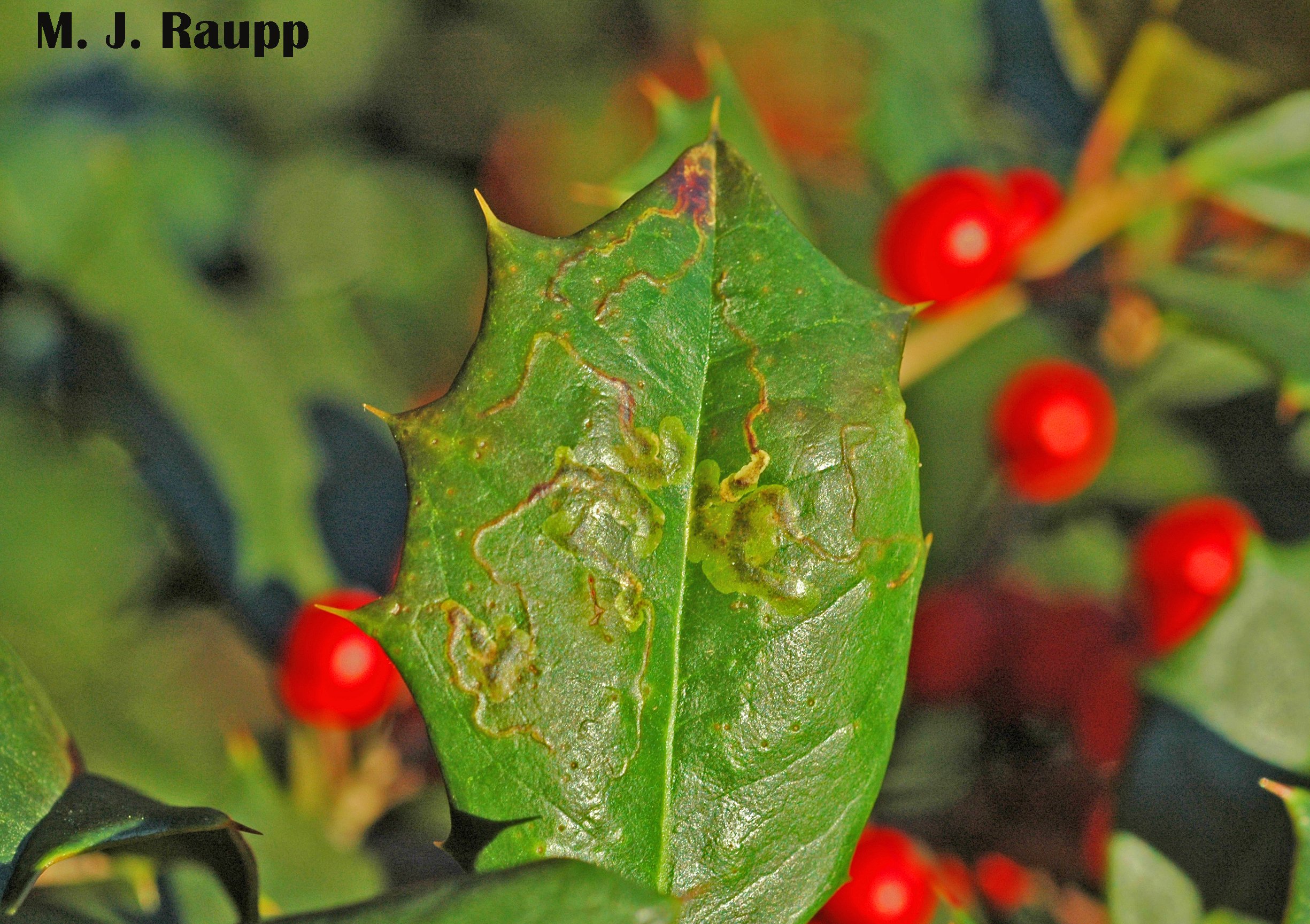 Deck the halls with boughs of holly - and maybe some leaves with the ...
