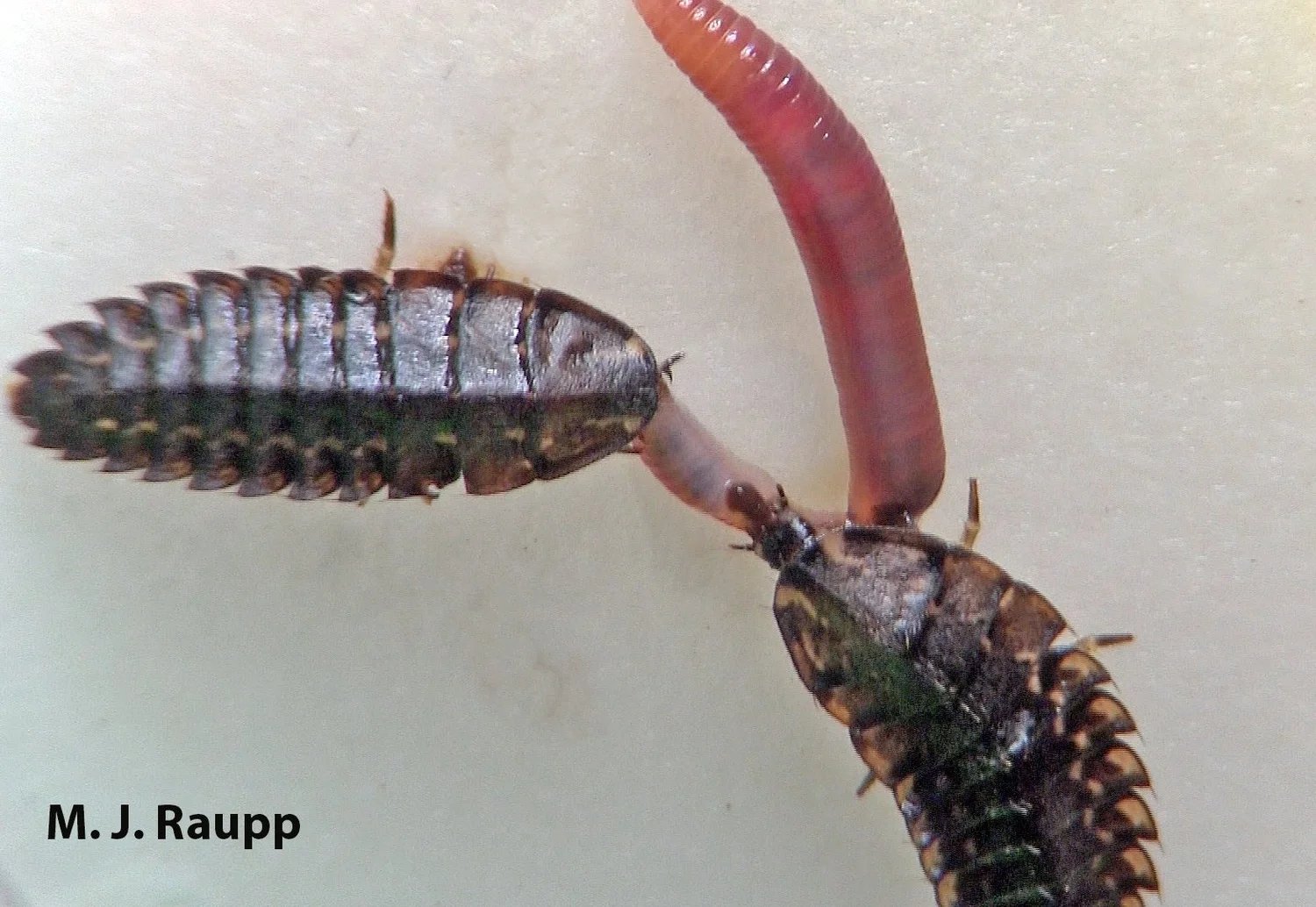 Eerie green lights along the Potomac: Glow-worms, larval Lampyridae ...