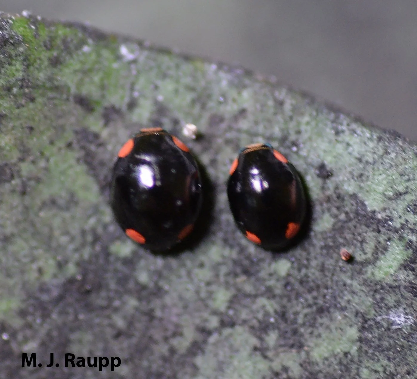 Waxy lady beetles come to the rescue of pest-plagued crapemyrtles, Hyperaspis spp. — Bug of the Week