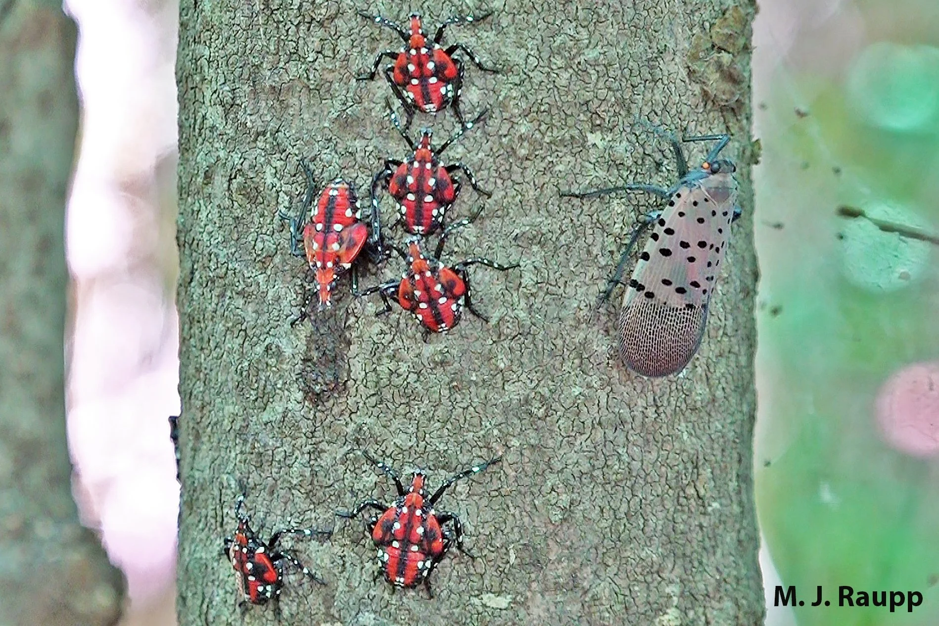 Why am I seeing more spotted lanternflies? Lycorma delicatula — Bug of ...