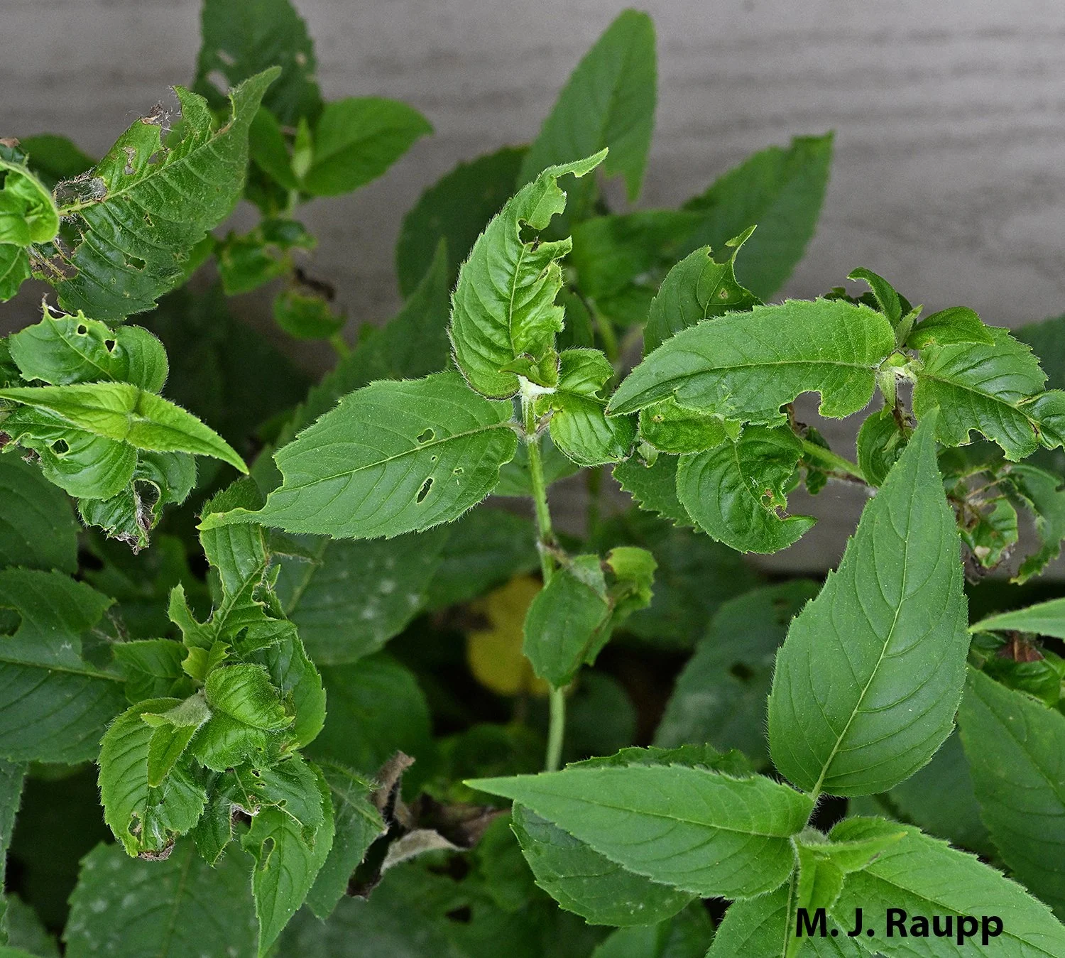 Return of the monarda marauder: Raspberry pyrausta, Pyrausta signatalis ...