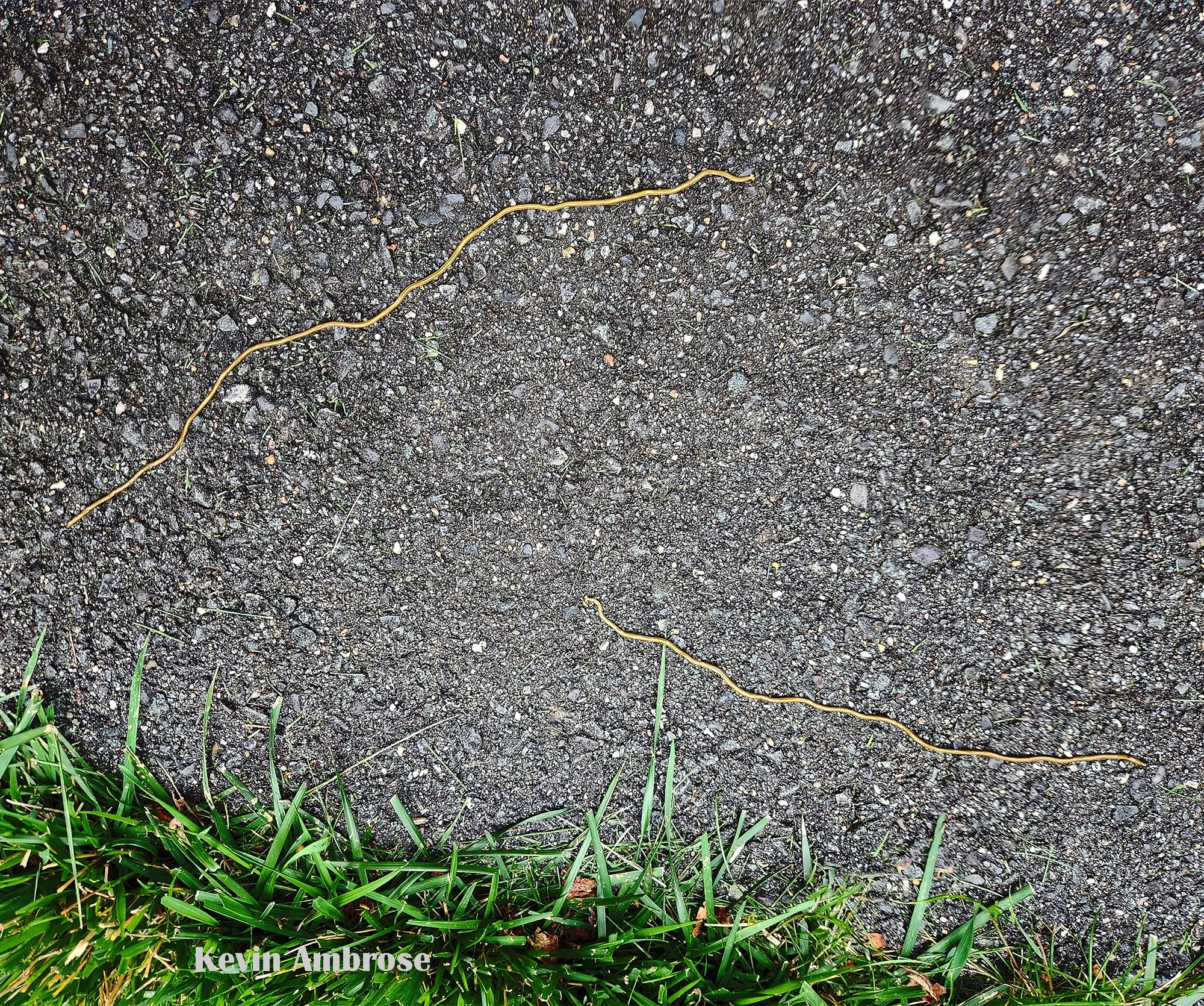 Hammer time in the DMV: Hammerhead worms, Bipalium spp. — Bug of the Week