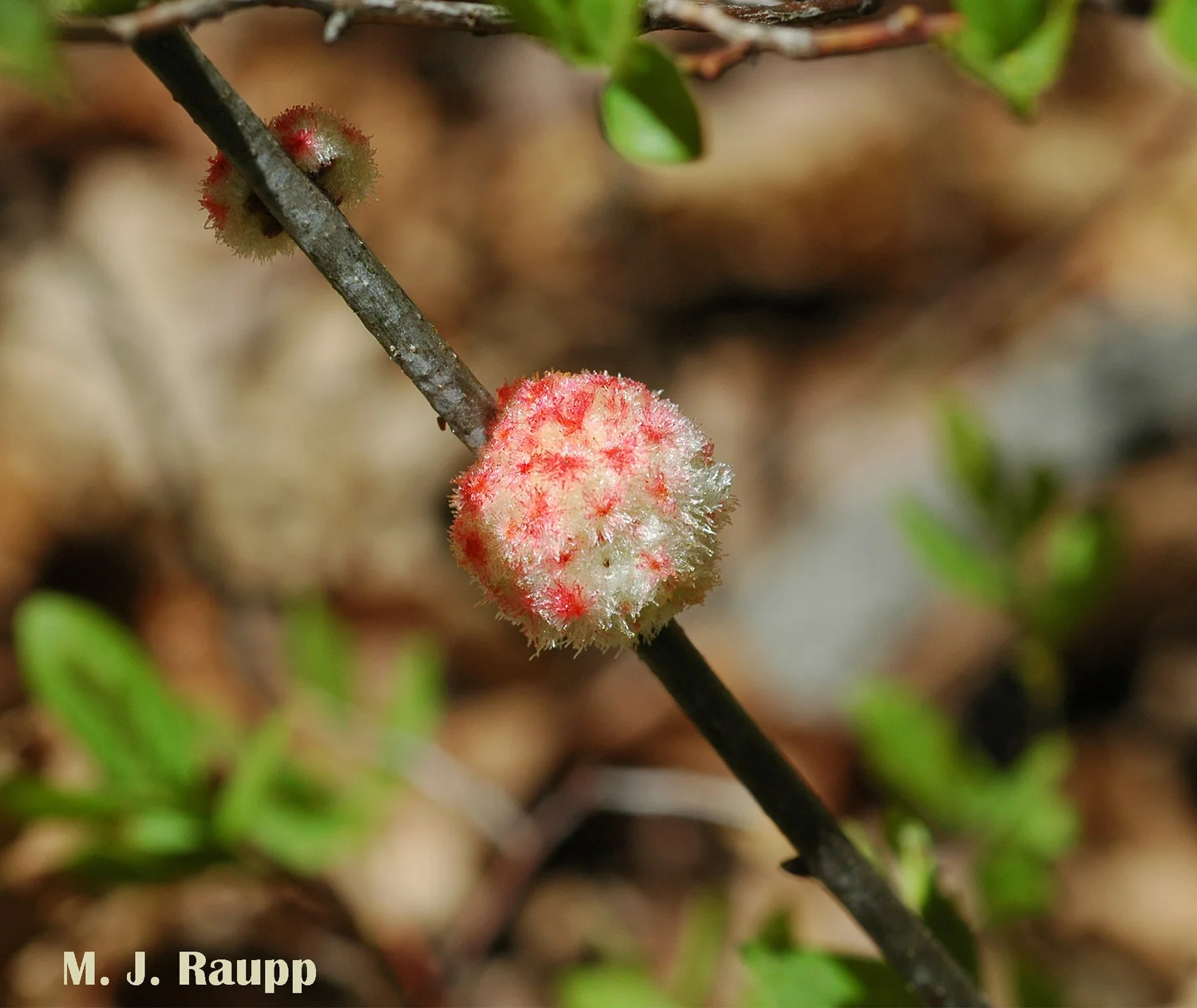 What’s that on an oak leaf? Animal? Plant? Fungus? Nah, gall insect ...