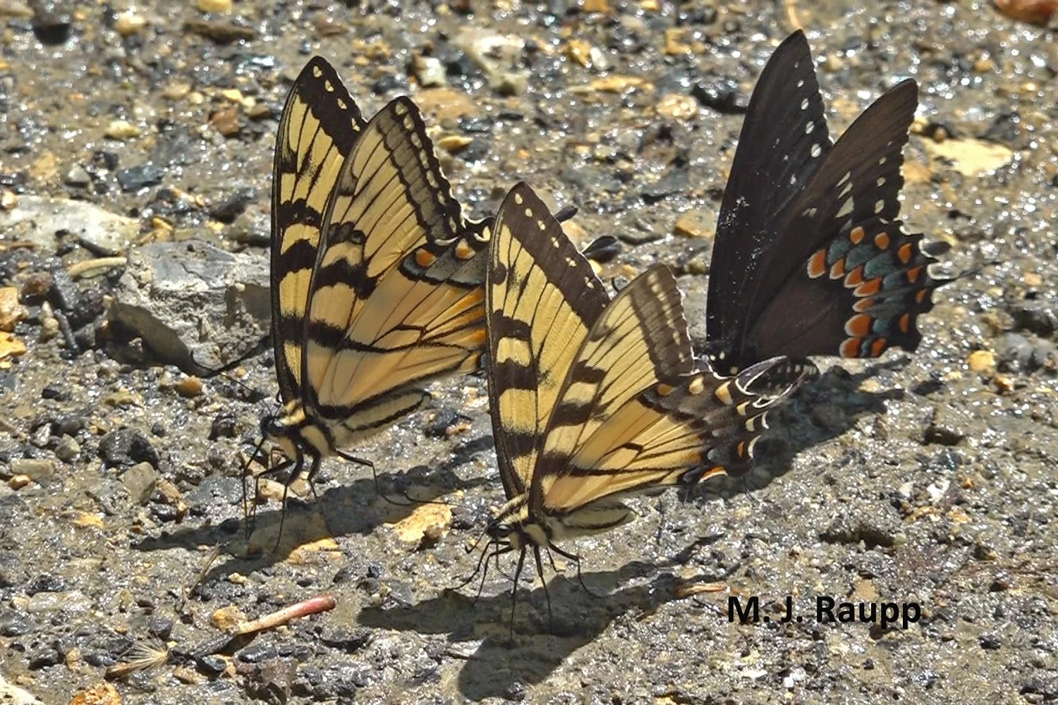 Swallowtails where art thou? Swallowtail butterflies, Papilionidae ...