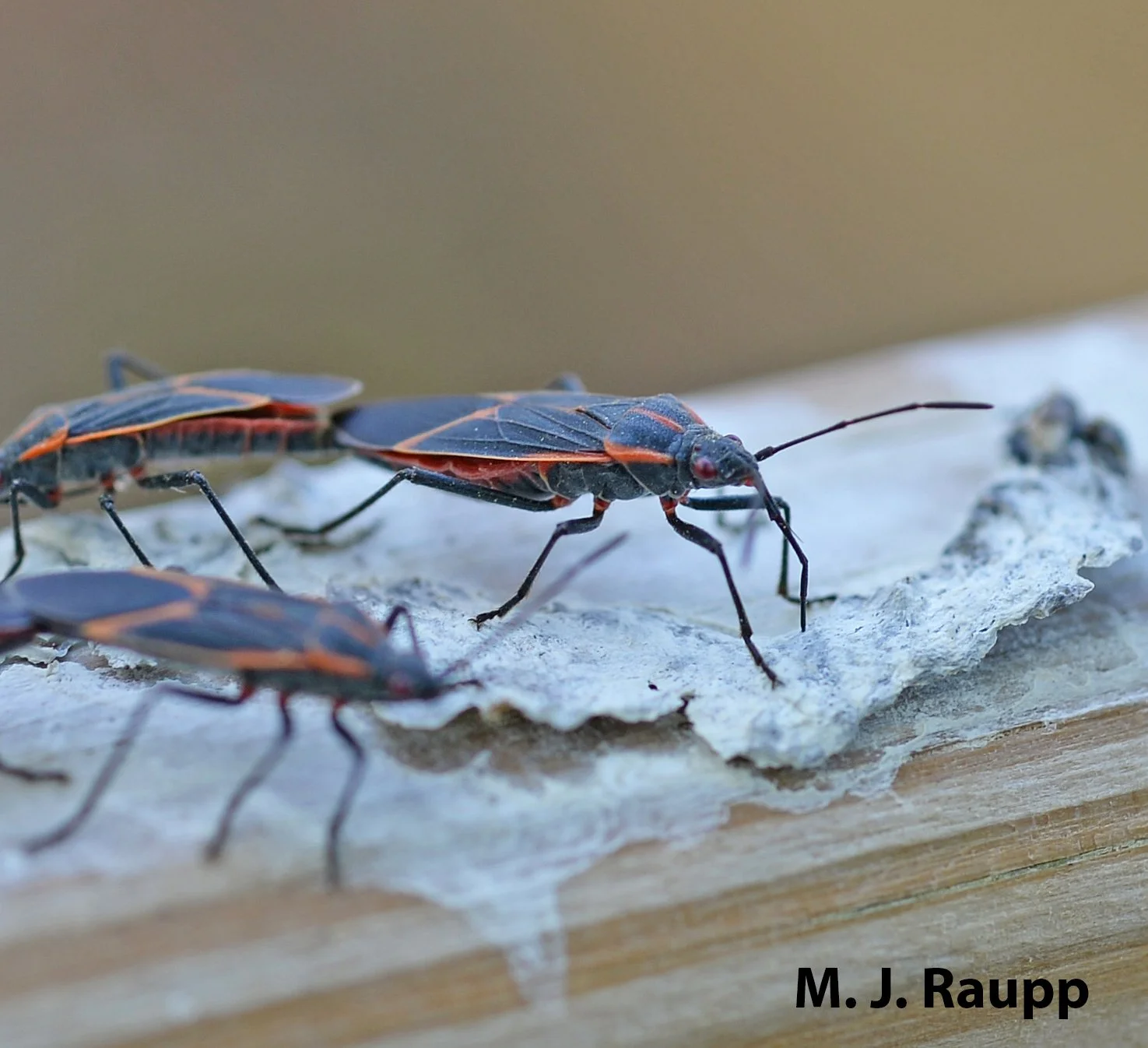 Wake-up call for boxelder bugs: Boisea trivittatus — Bug of the Week