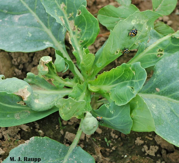 Bugs in Orange and Black, Part 1: Nightmare for collards when harlequin ...