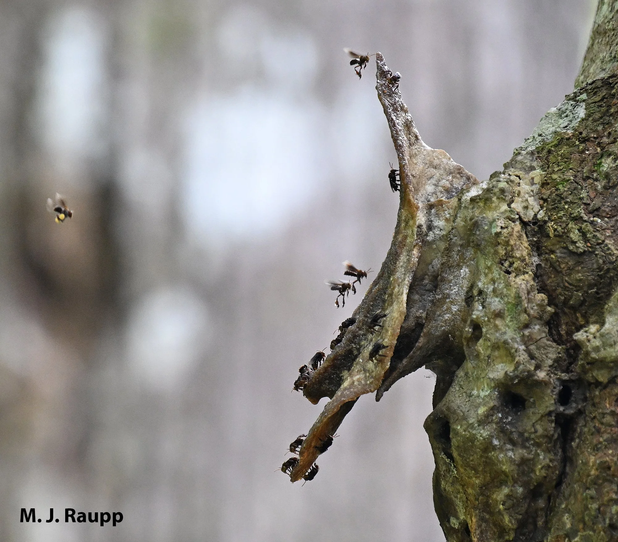 Encounters with Bornean kelulut: stingless bees, Meliponini — Bug of ...