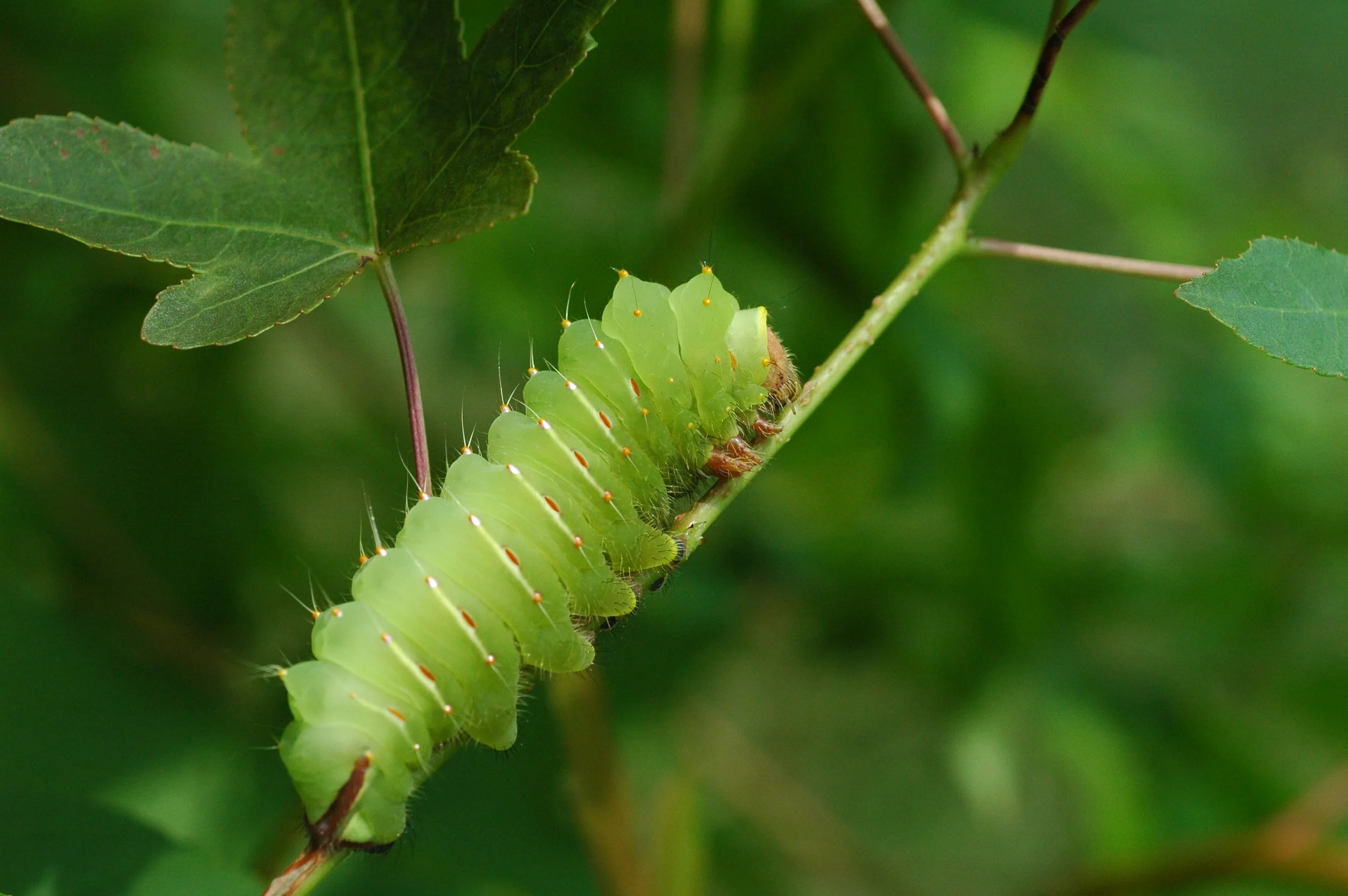 25 Types of Moth Caterpillars (Pictures and Identification) - December.2025