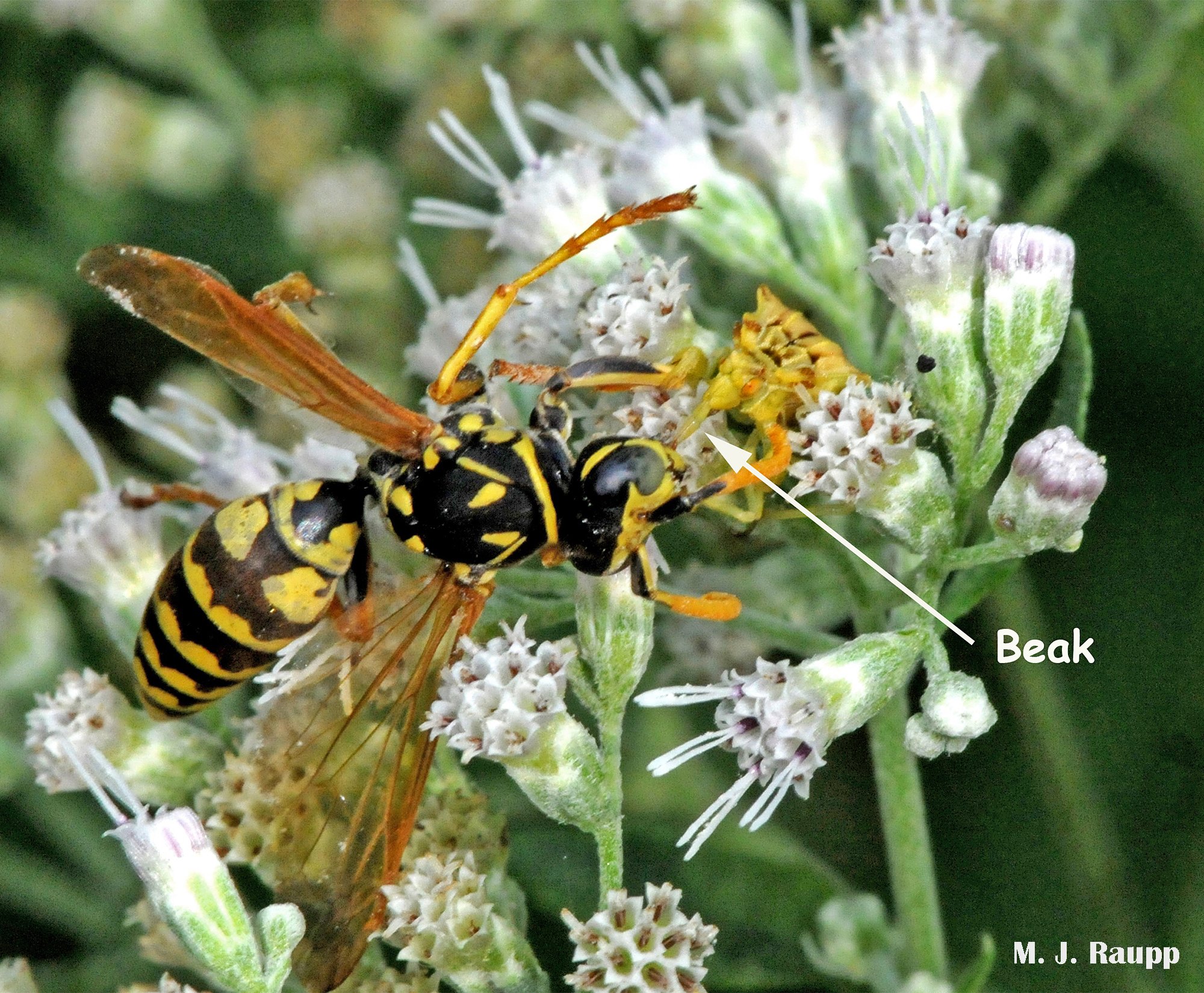 Danger in the wildflowers for bees: Ambush bugs, Phymata spp. — Bug of ...
