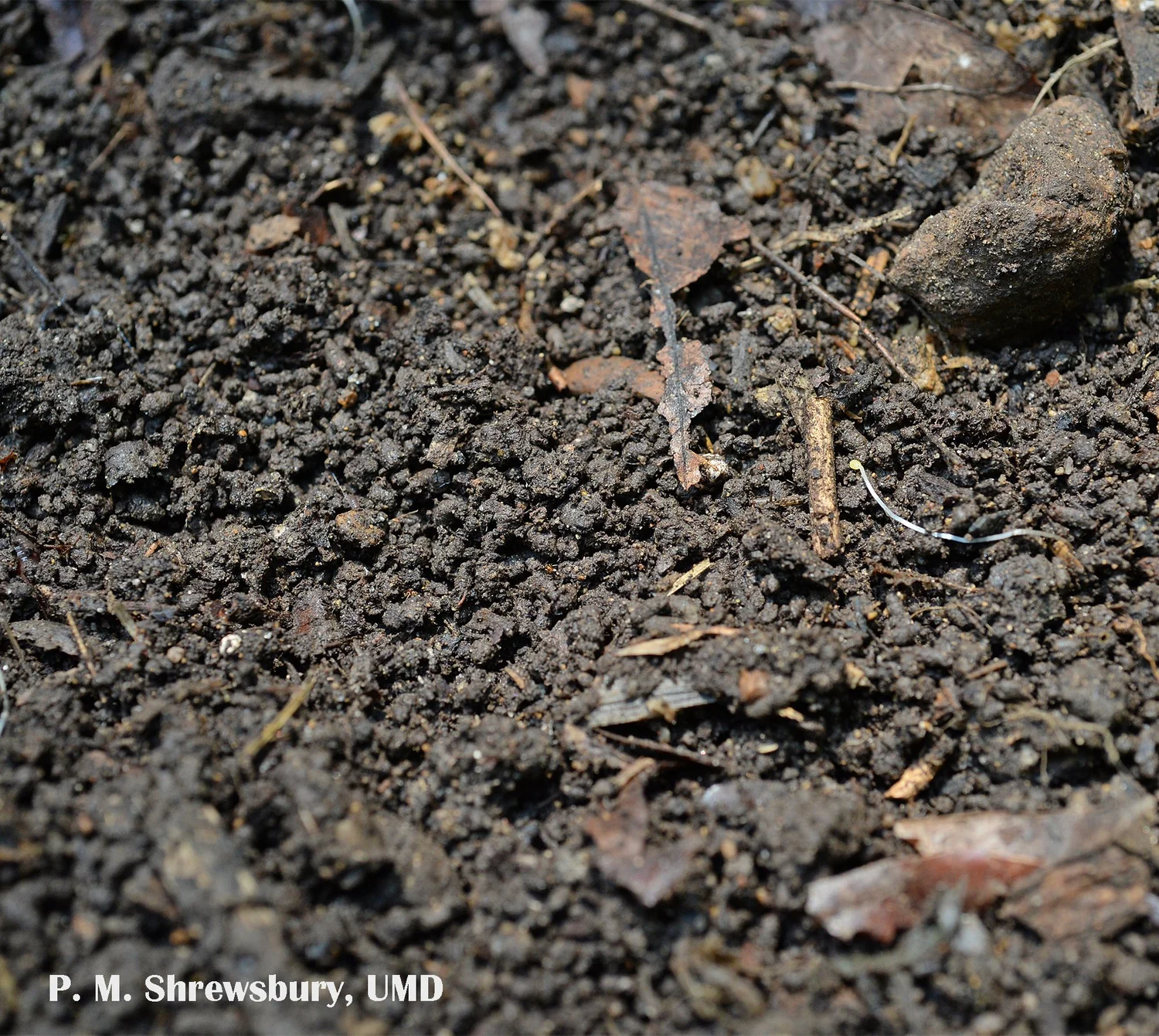 Crazy, snaky worms in your garden? Could be jumping worms, Amynthas spp ...