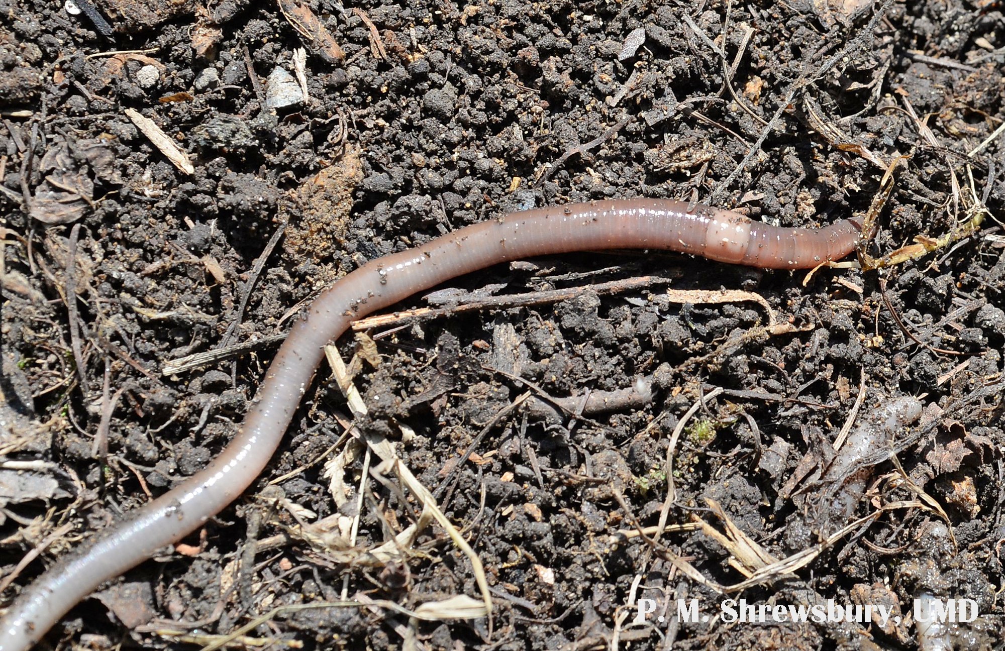 Crazy, snaky worms in your garden? Could be jumping worms, Amynthas spp ...