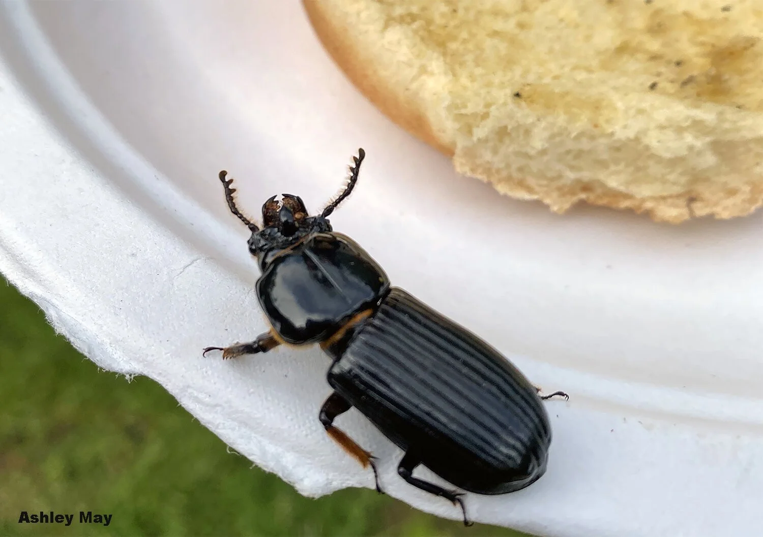 Throwback Monday: Recyclers in the circle of life - Bess beetles ...