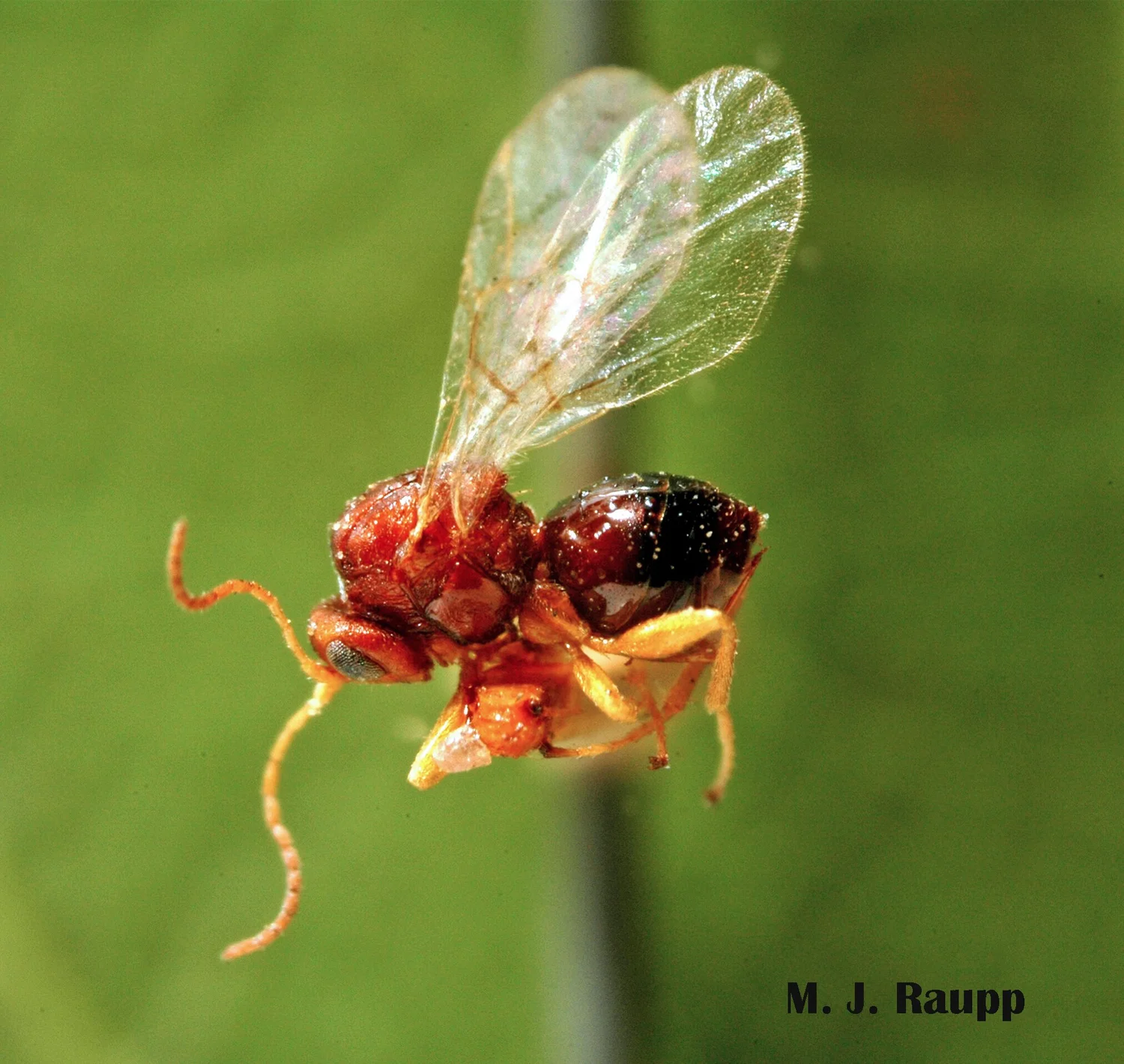 What’s that on an oak leaf? Animal? Plant? Fungus? Nah, gall insect ...