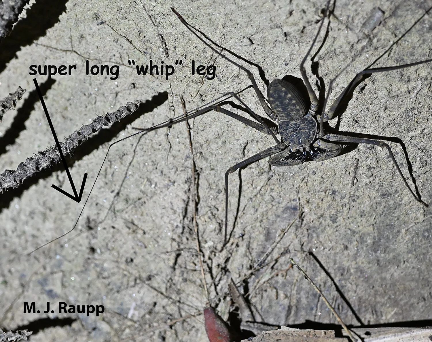 Wicked spines and long legs spell trouble at night for creatures in the ...