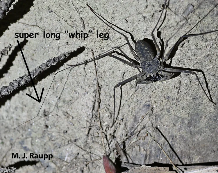 Wicked spines and long legs spell trouble at night for creatures in the ...