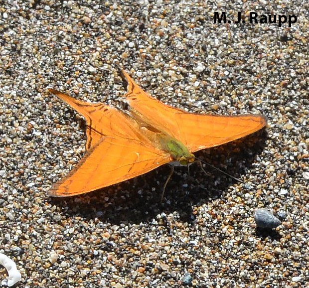 Beautiful butterflies pumping water: Daggerwings, Marpesia spp., and a ...