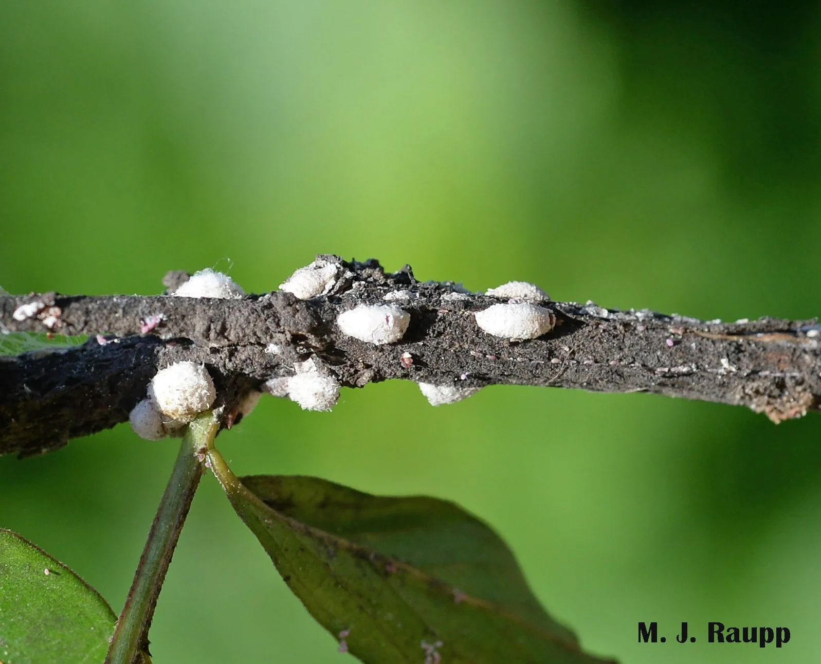 Crapemyrtles are not dreaming of a white Christmas: Crapemyrtle bark ...