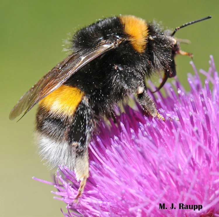 Bumble bee, carpenter bee, redux: Bombus spp. and Xylocopa spp. — Bug ...
