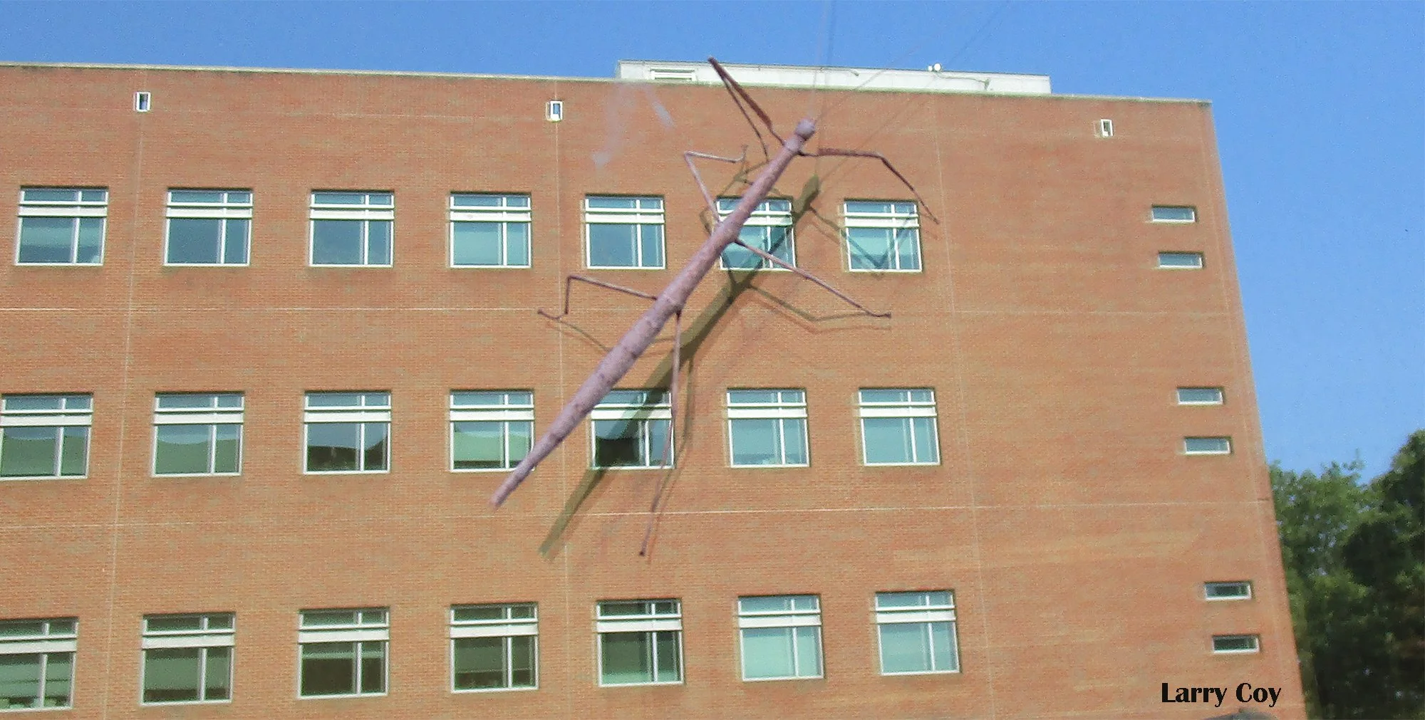 From the Bug of the Week mailbag: World’s largest walking stick visits ...