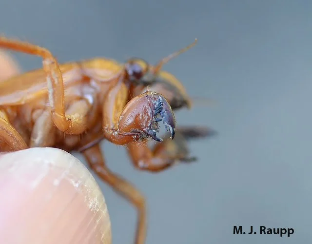 Will Brood XIV cicadas appear in my yard? Here are some clues — Bug of ...