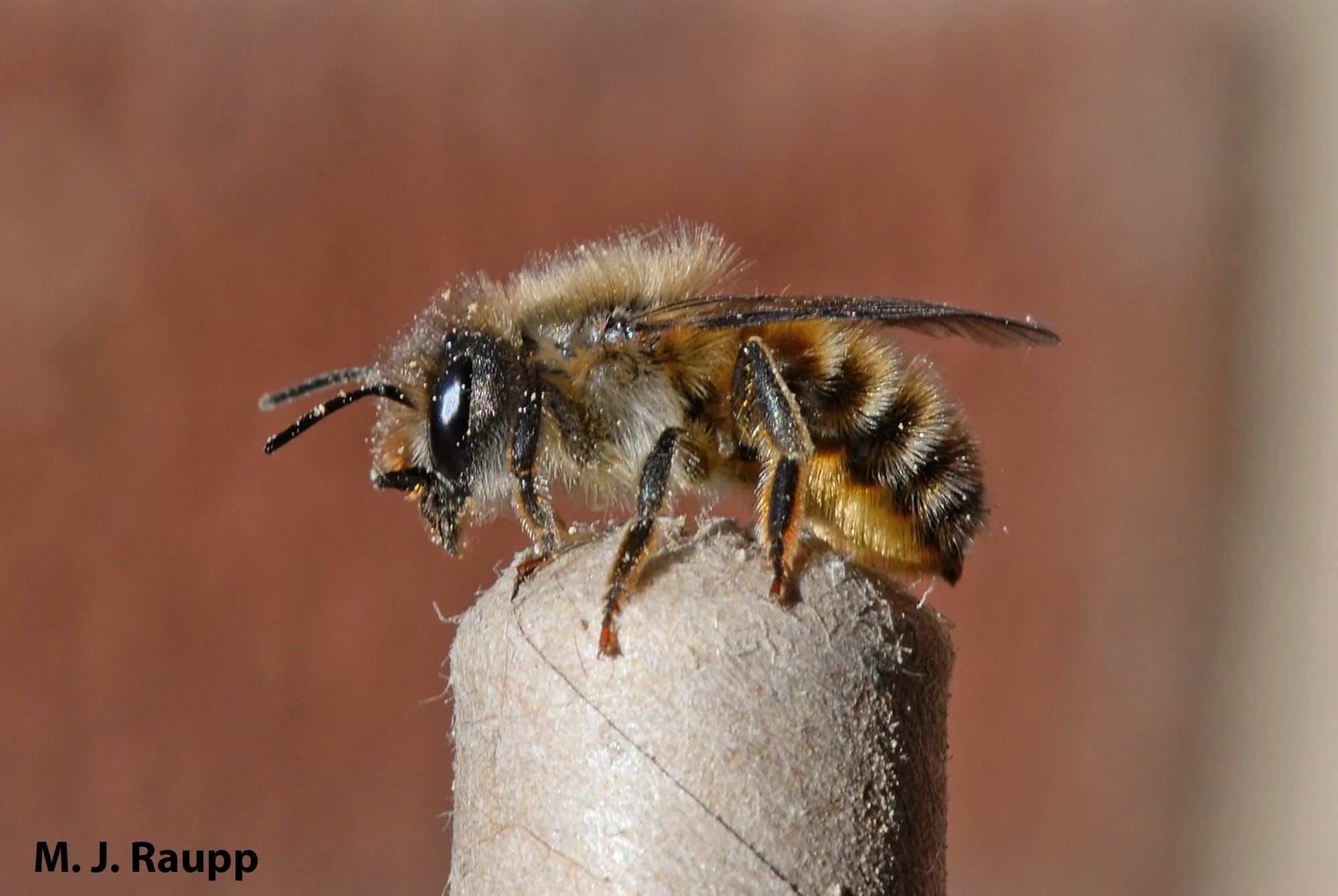 Why are males first to emerge for mason bees? Osmia spp. — Bug of the Week