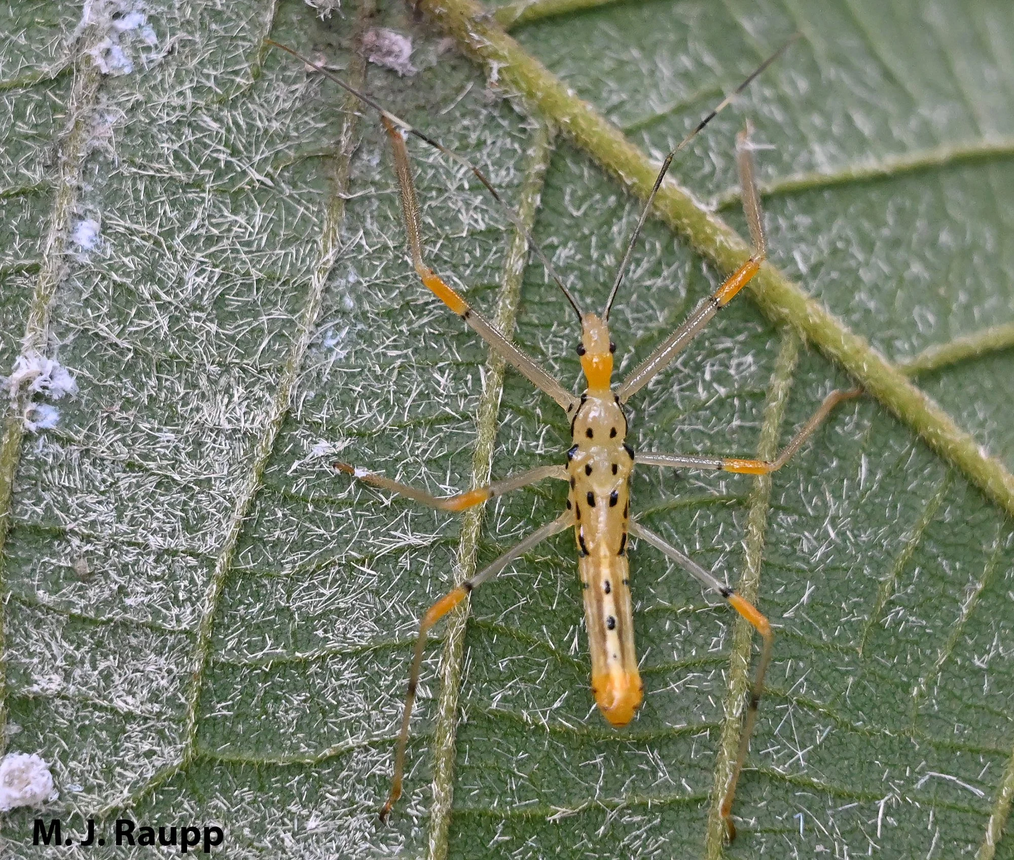 A pair of pretty assassins: Assassin bugs, Reduviidae, in the ...