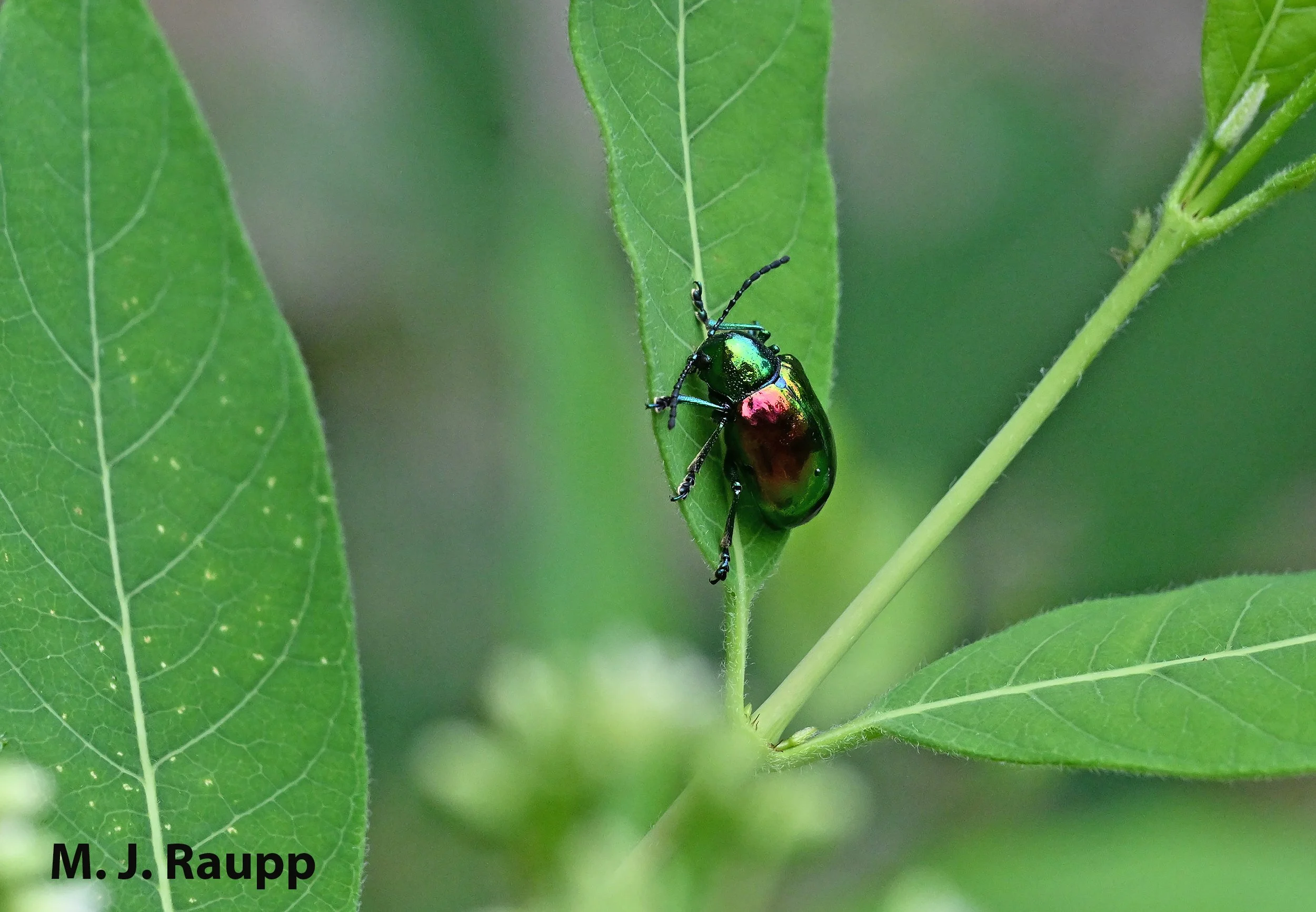 Bane of dogbane, the beautiful and the ugly: Dogbane leaf beetle ...