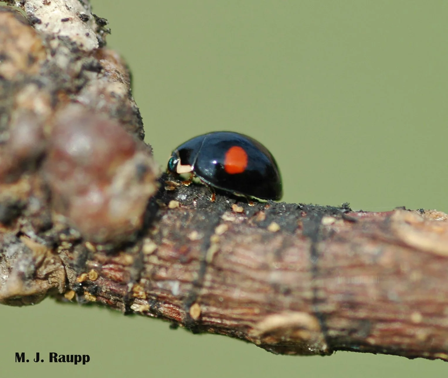 Crapemyrtles are not dreaming of a white Christmas: Crapemyrtle bark ...