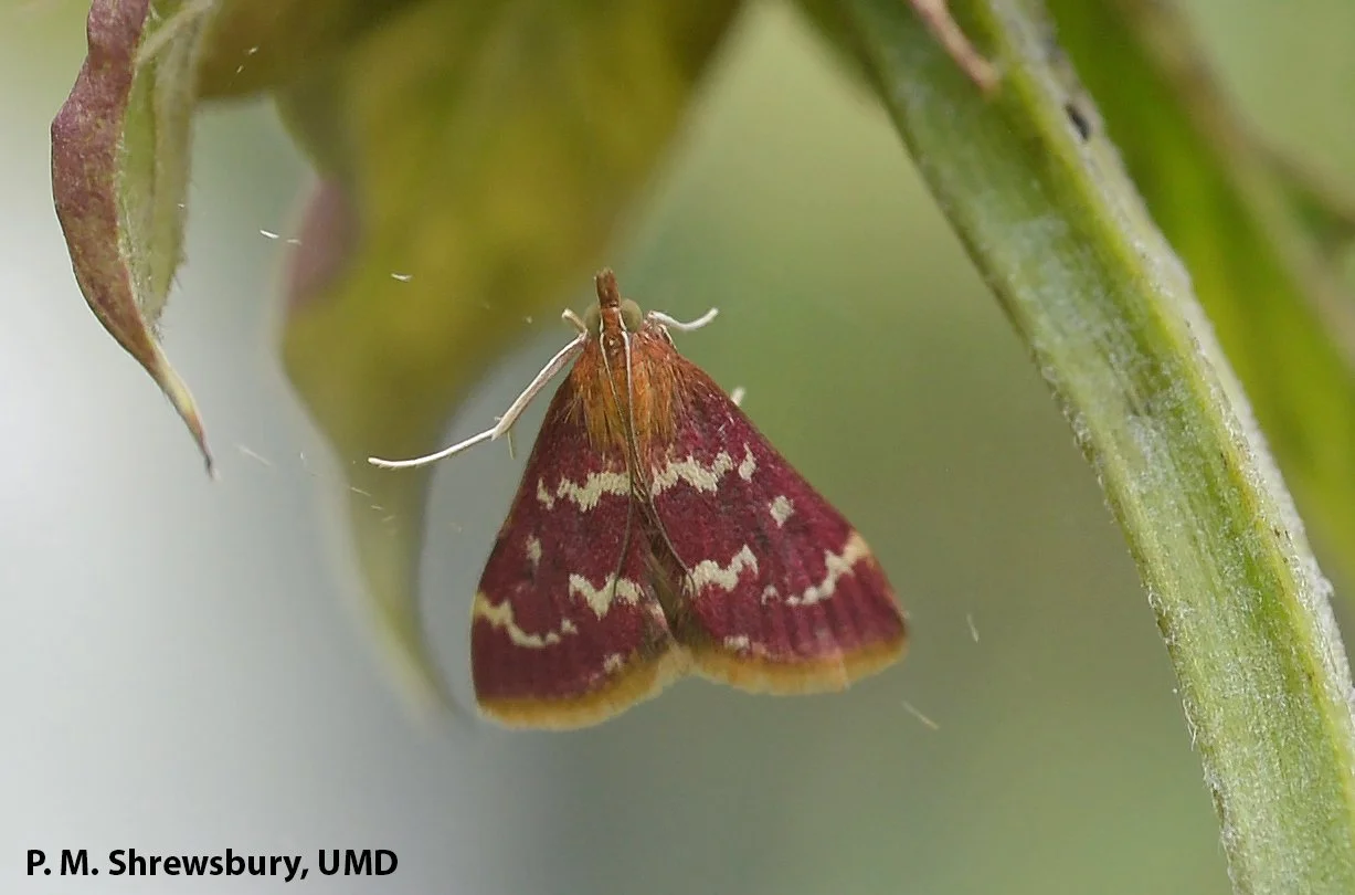 Return of the monarda marauder: Raspberry pyrausta, Pyrausta signatalis ...