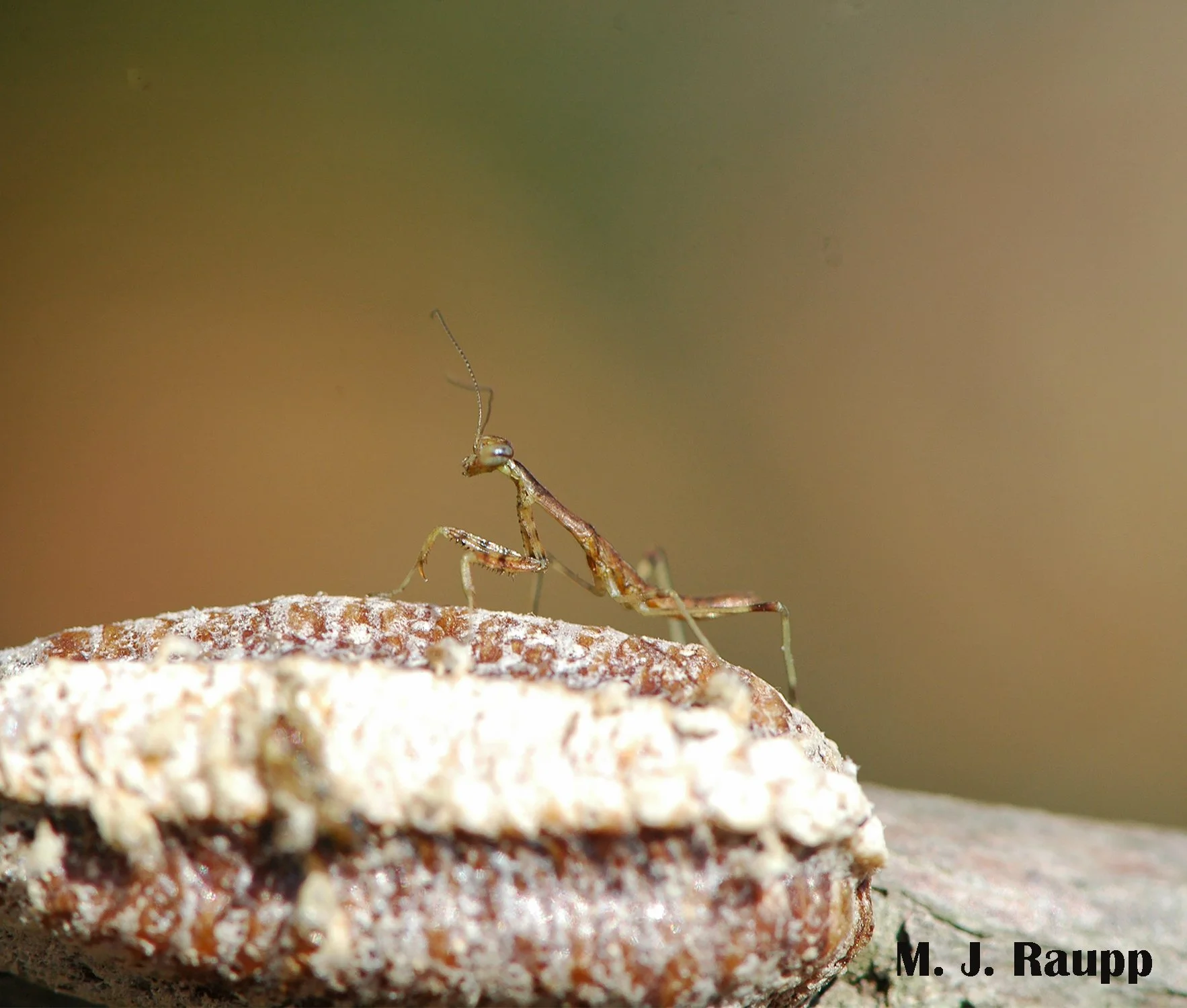 Death of a lanternfly, Part 2: Lanternfly on the Thanksgiving menu for ...