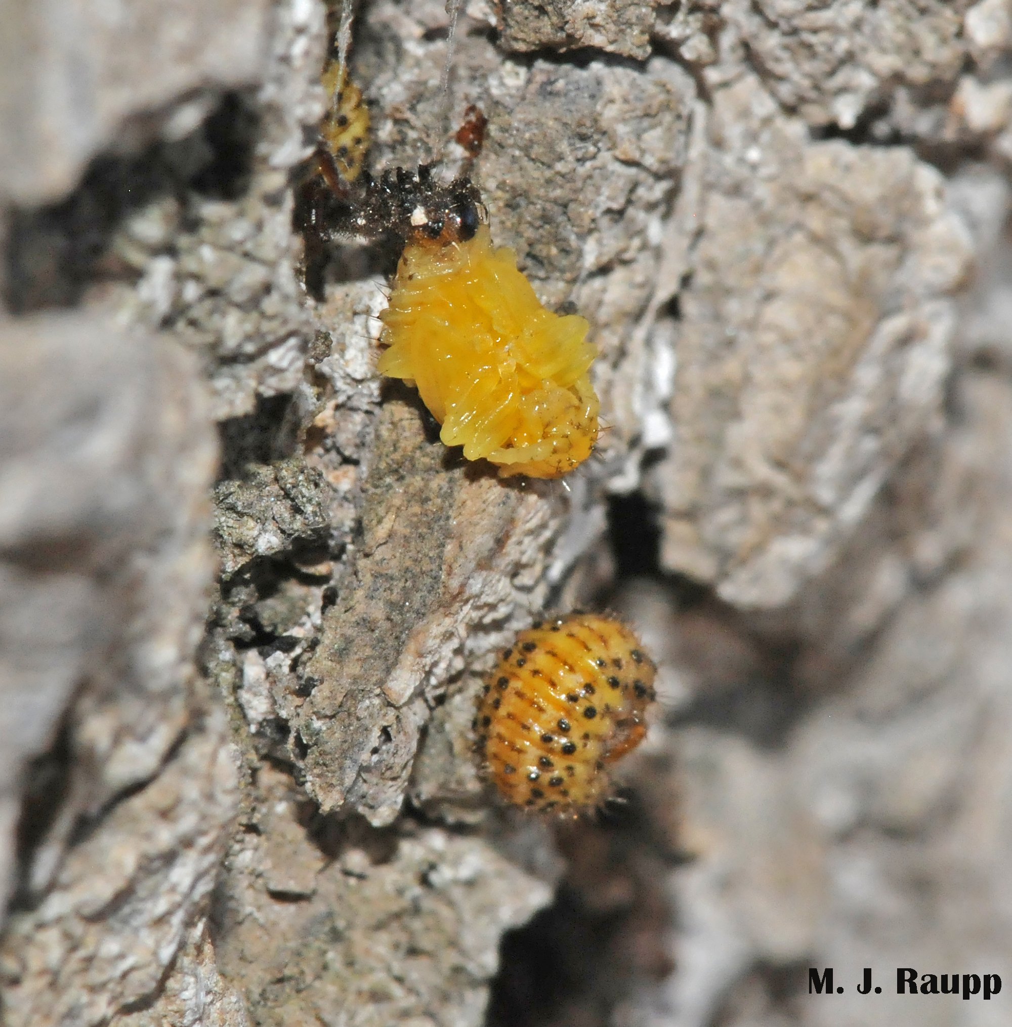 Beautiful beetles and gnarly elm leaves: Larger elm leaf beetle ...