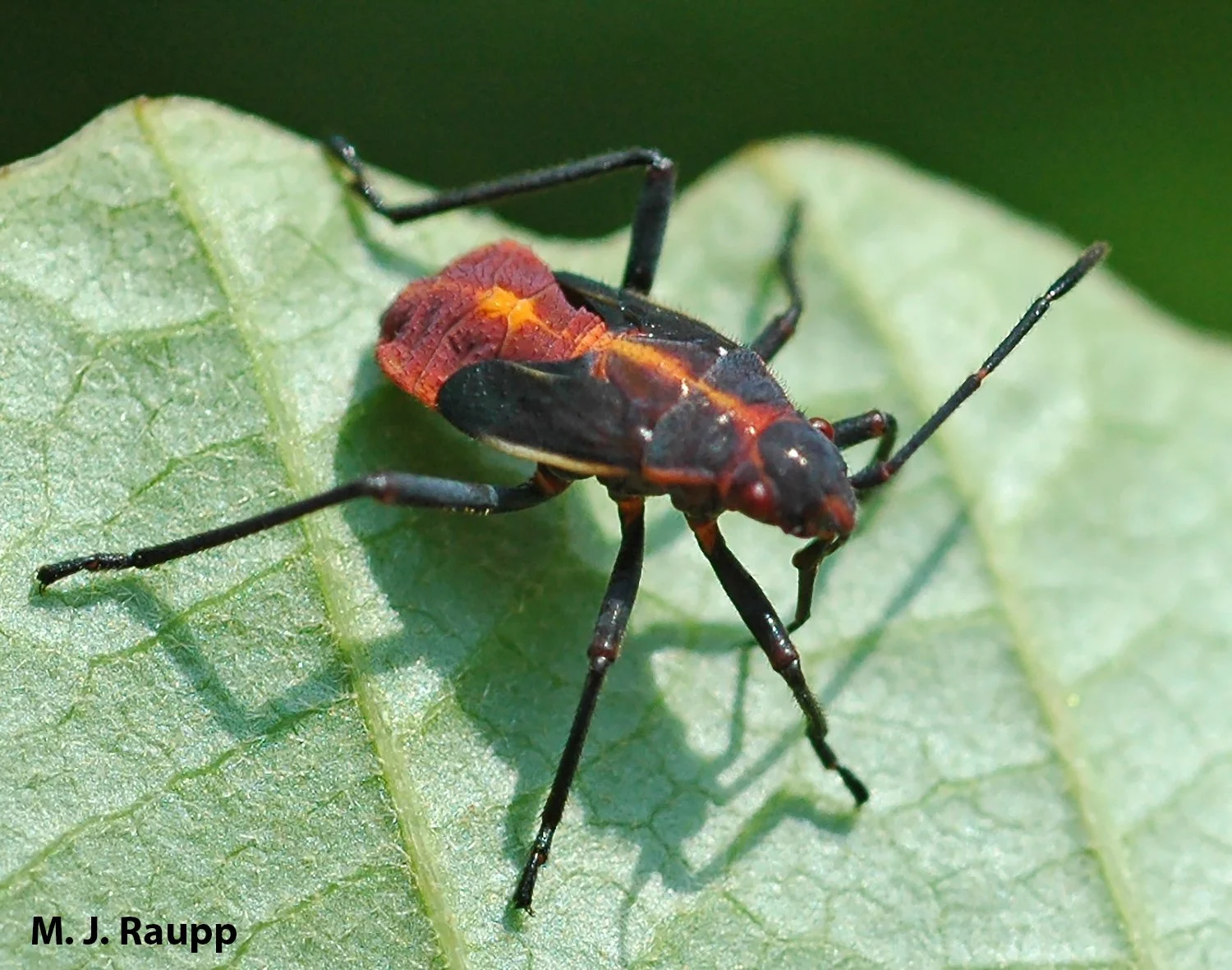 Wake-up call for boxelder bugs: Boisea trivittatus — Bug of the Week