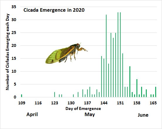 Nature’s other epic event this spring: Periodical cicadas, Magicicada ...