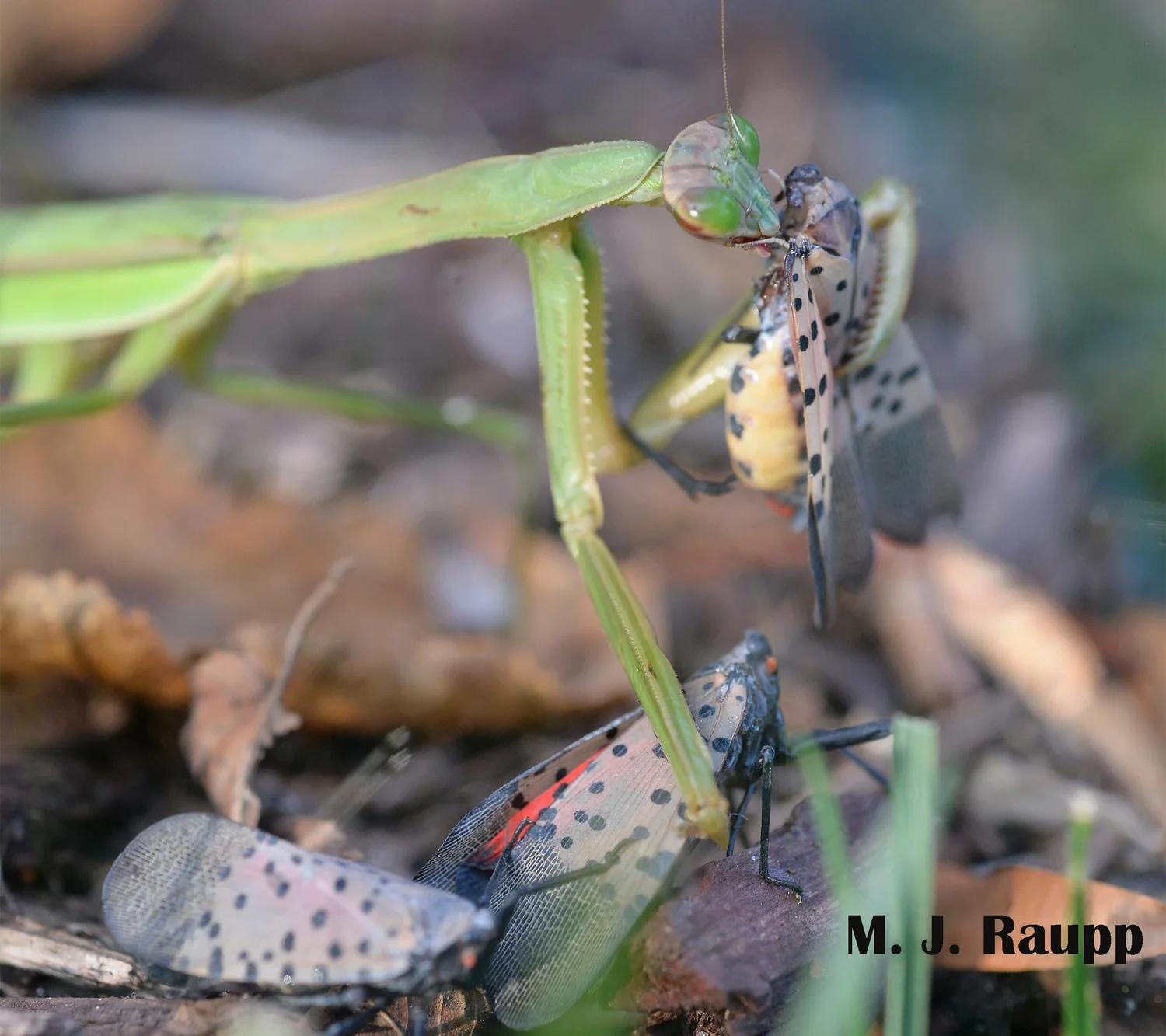 Death of a Lanternfly, Part 3: When a Chinese mantis has an old friend ...