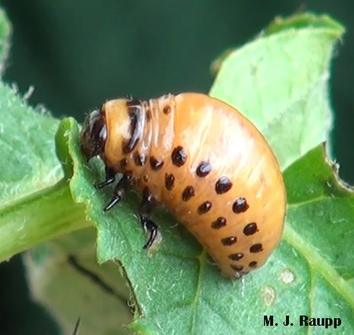 Bugs in orange and black, Part 3 – Trick or treat? Two-spotted stink ...