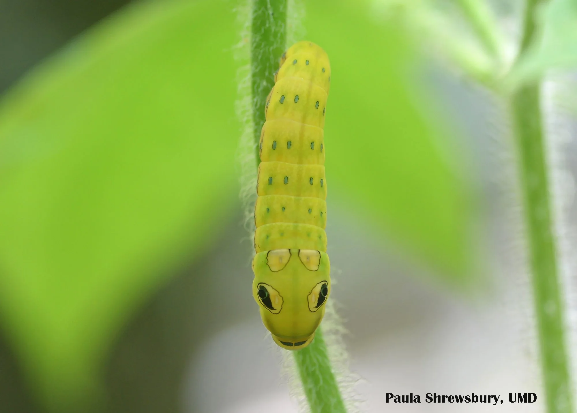 Yellow snake along the trail: Spicebush swallowtail caterpillar ...
