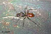 Gi-ant! Malaysian Giant Forest Ants in Borneo, Dinomyrmex gigas — Bug ...