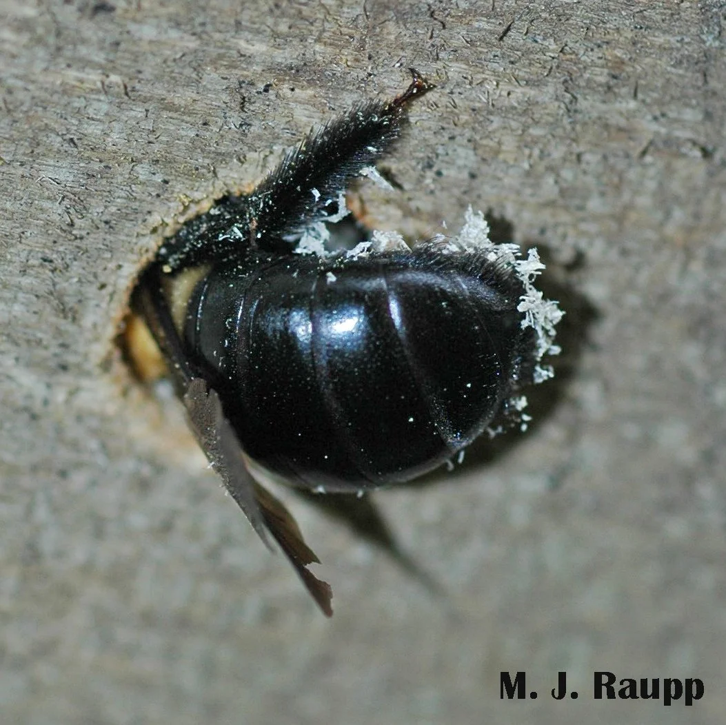 Bumble bee, carpenter bee, redux: Bombus spp. and Xylocopa spp. — Bug ...