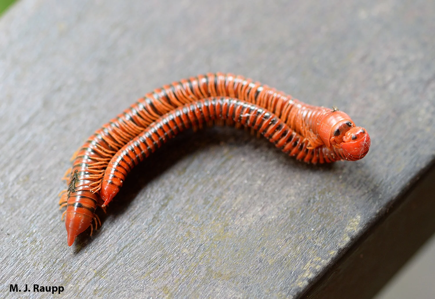 Recyclers of the rainforest: Bornean myriapods, millipedes (Diplopoda ...
