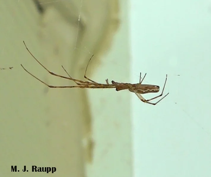 Dragonfly meets spider, spider eats dragonfly: Seaside Dragonlet ...